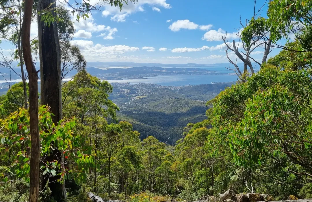 Fern Tree - Steam Clean Team